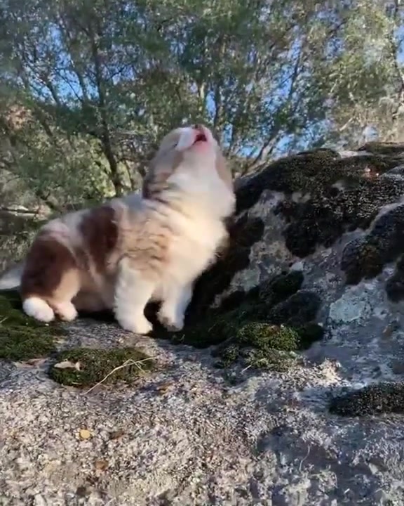 awoooo - Coub - The Biggest Video Meme Platform