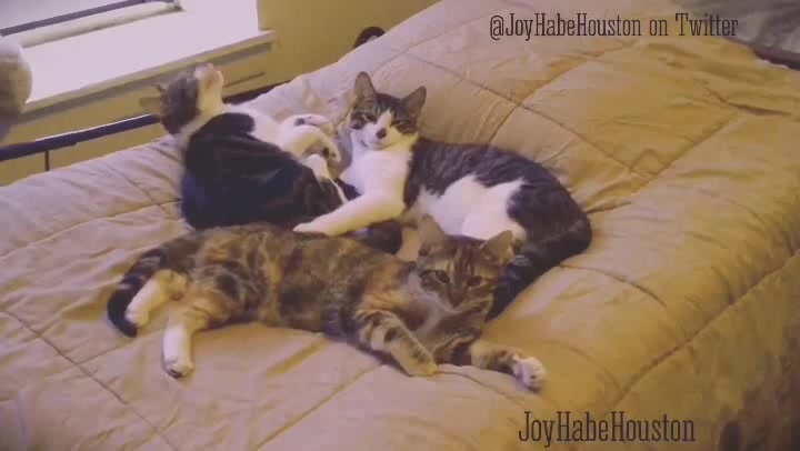 My Three Kittens Are Growing Up So Fast. The Kittens Are Now 9-Months-Old - Coub - The Biggest ...