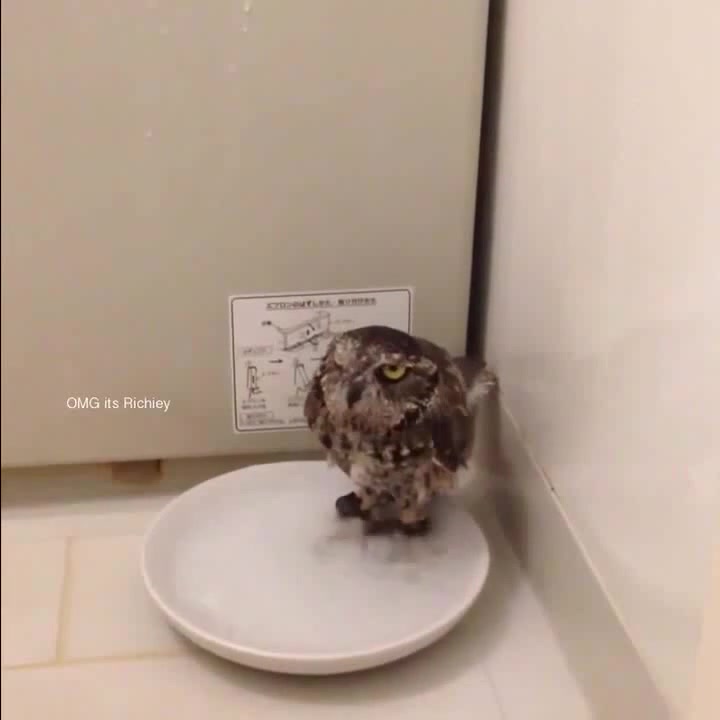 Monday showers. - Coub