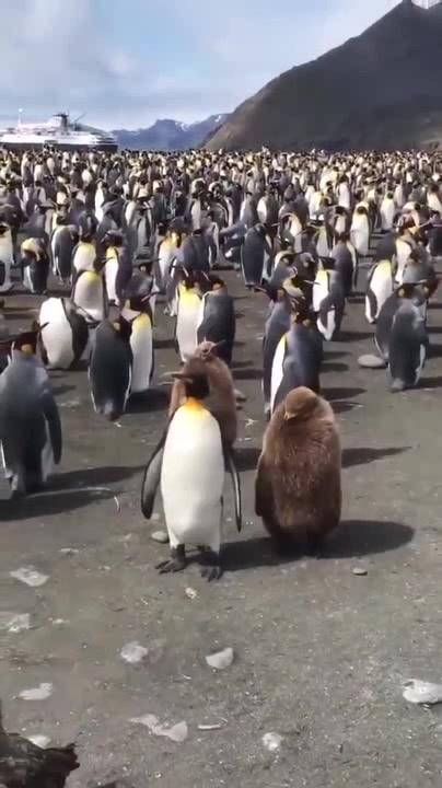 Mein Kommandant😅 - Coub