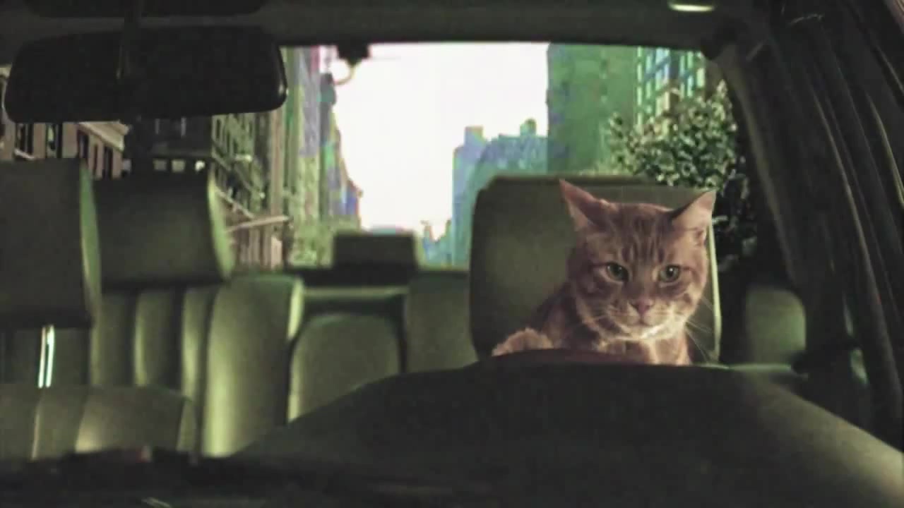 Nightcall cat - Coub