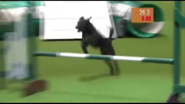 Good run, oh noo - Coub