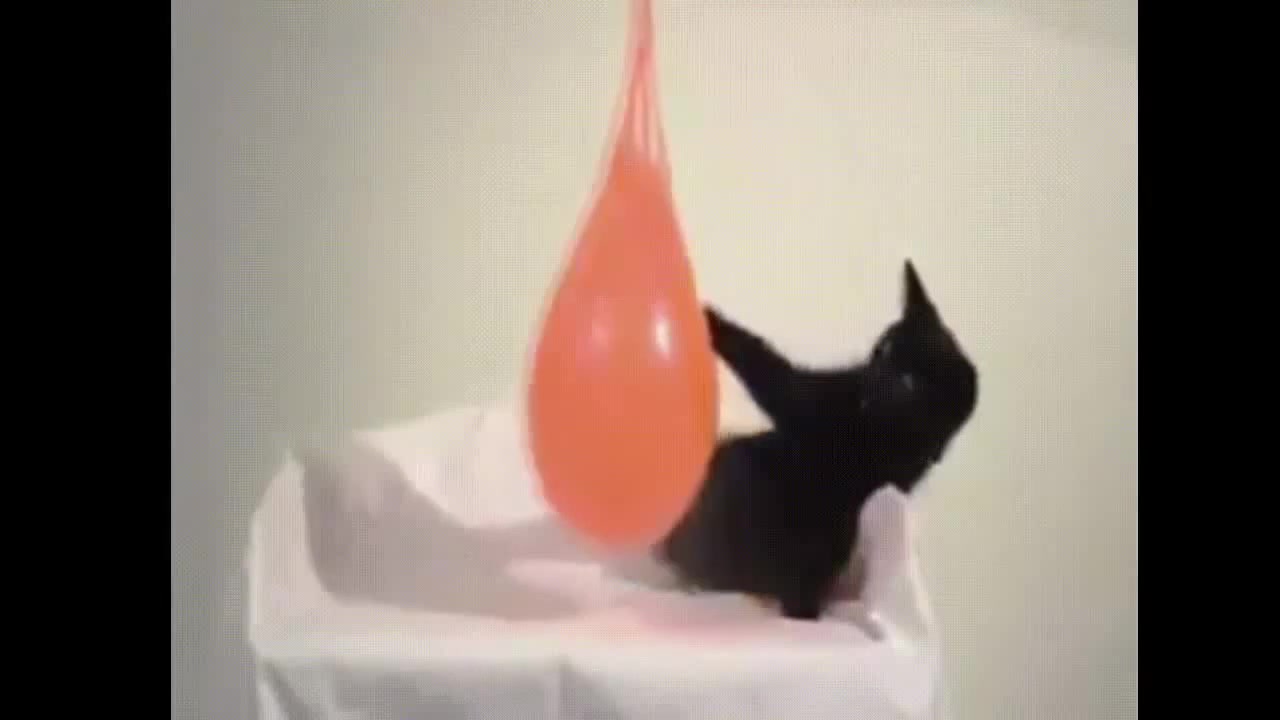 Poor Kitten Gets Wet - Coub