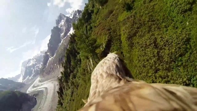 Flying eagle point of view - Coub
