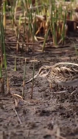 Funny bird (song: EndMoon - Touch Me) - Coub