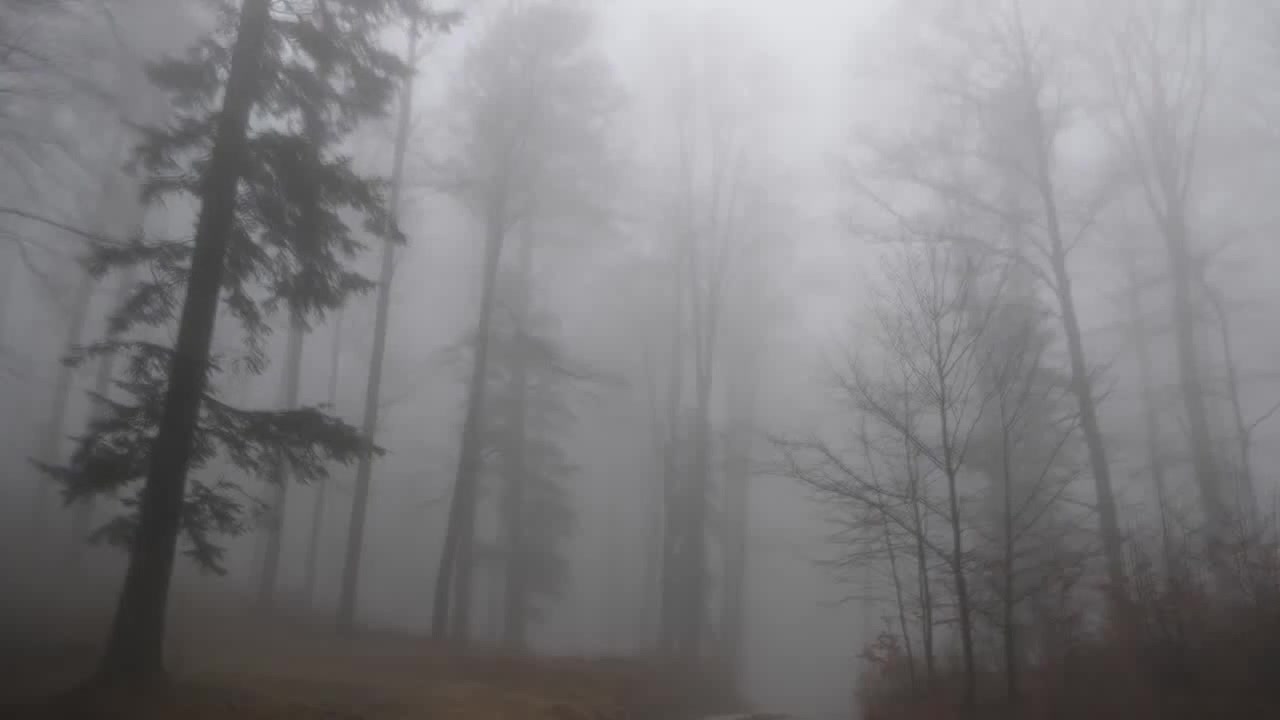 ۞ Misty forest - Coub - The Biggest Video Meme Platform