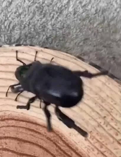 JOHN BUG CENA - Coub