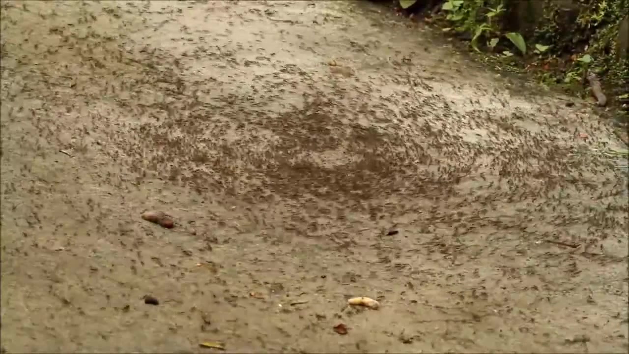 ant's circle death mosh pit - Coub