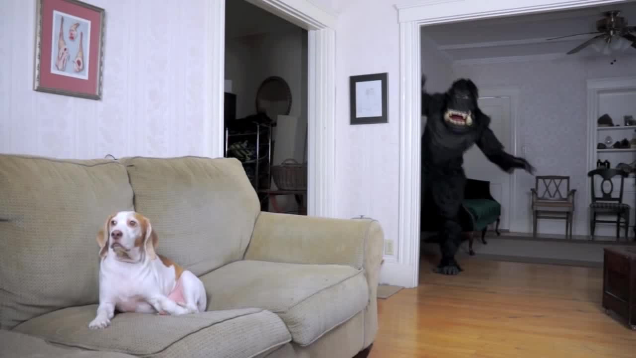 Dog and gorilla - Coub