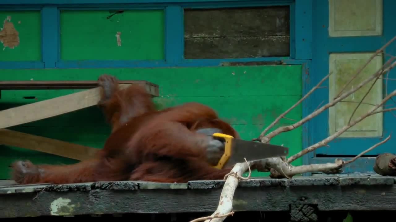 Orangutan saws a tree - Spy in the Wild: Episode 2 Preview - BBC One - Coub