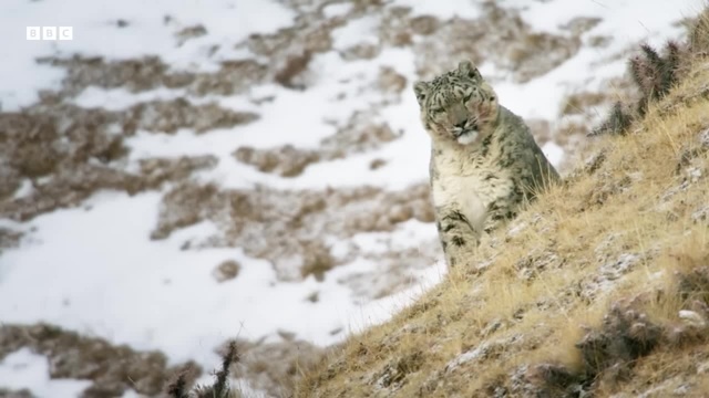 Slow Down with Snow Leopards - Coub