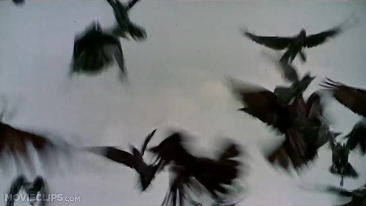 Crows Attack - Coub - The Biggest Video Meme Platform