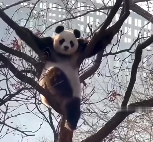 Panda aerial gymnastics on a tree - Coub