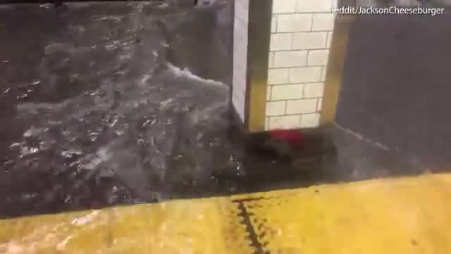 'Flood rat' attempts to avoid gushing water in NYC subway - Coub