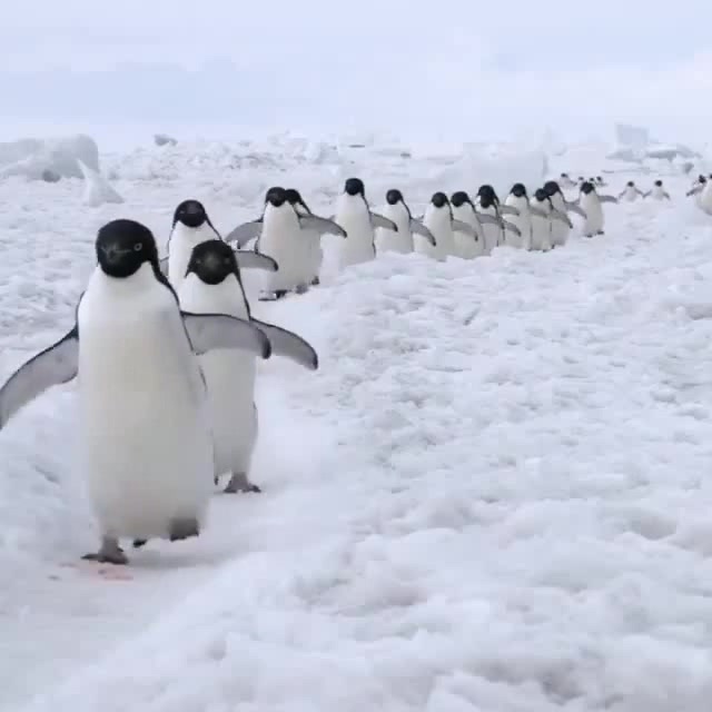 Penguins are coming - Coub
