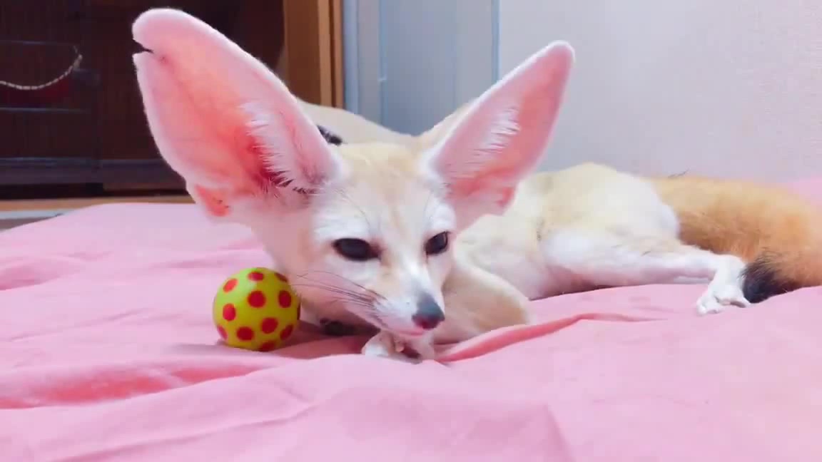 Fennec voice - Coub