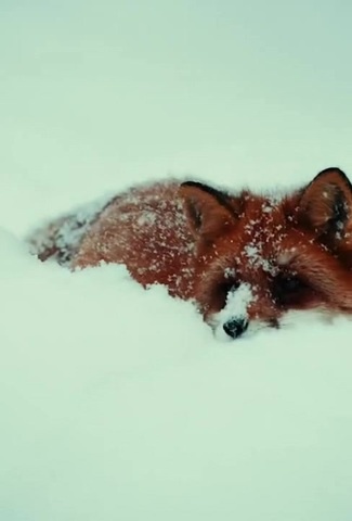 𝙒𝙞𝙣𝙩𝙚𝙧 𝙁𝙤𝙭 - Coub