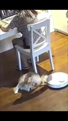 Dog vs Cyborg-killer - Coub