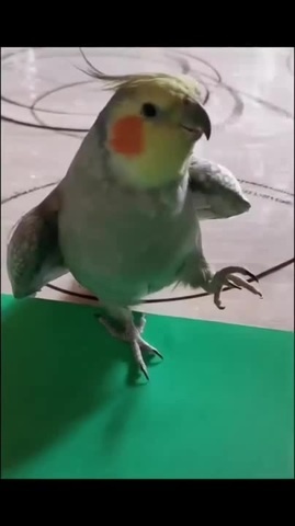 DISCO MUSIC PARROT - Coub - The Biggest Video Meme Platform