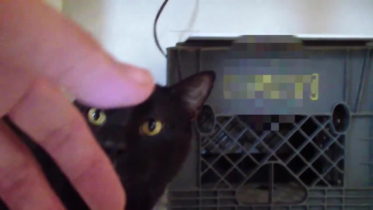 Talking Kitty Cat - Demon Cat - Coub