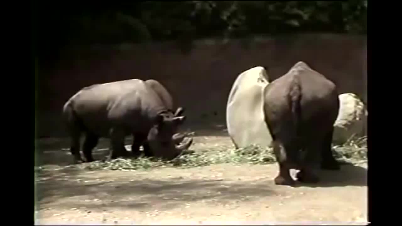 WORST PUPPET SHOW EVER - Chadtronic - Coub