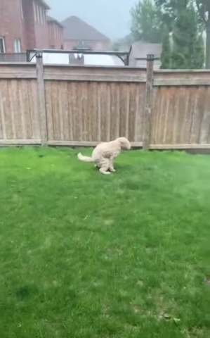 A persistent dog - Coub