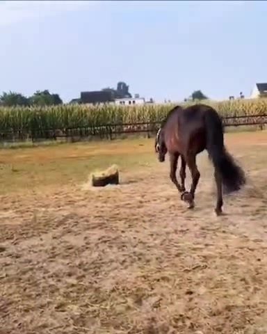 horse - Coub