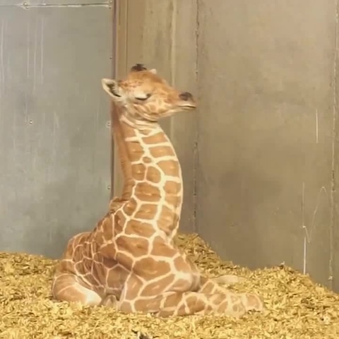 Sleepless Giraffe - Coub