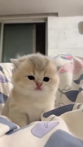 Little Kitten My Favorite Cat - Coub