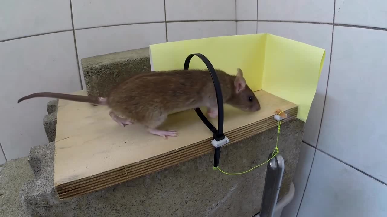 Idk - Coub - The Biggest Video Meme Platform