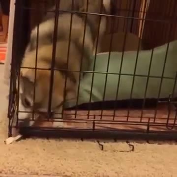 Sad Doggo - Coub - The Biggest Video Meme Platform