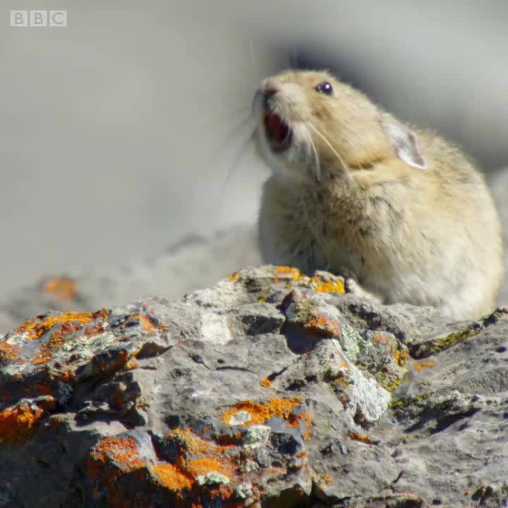 STOP! THIEF! Ah no wait. You too cute. 😍 - Coub