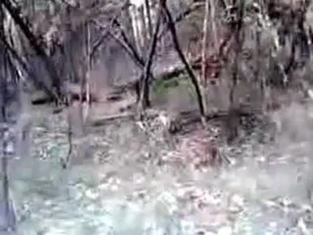 Trip forest / Pamelia Kurstin – Eschschloraque - Coub