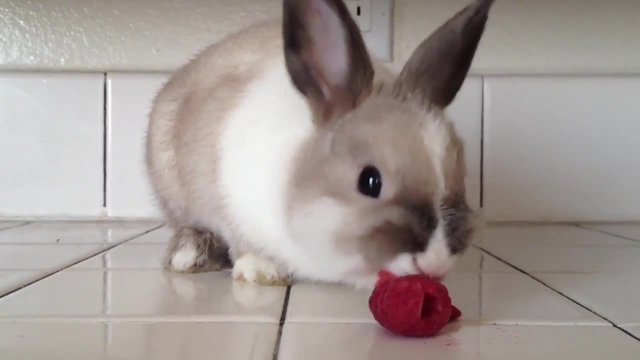 Bunny Eating Raspberries! - Coub
