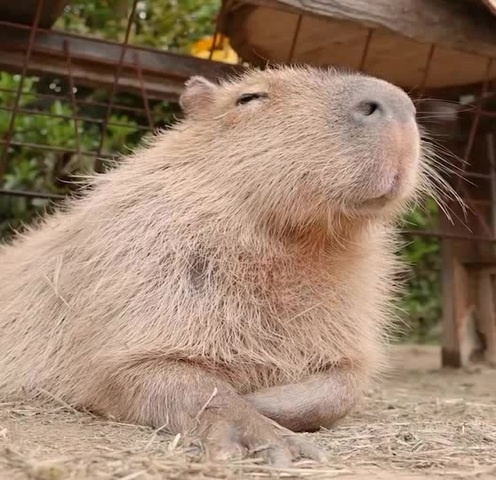 Capybara meditatively chilling - Coub