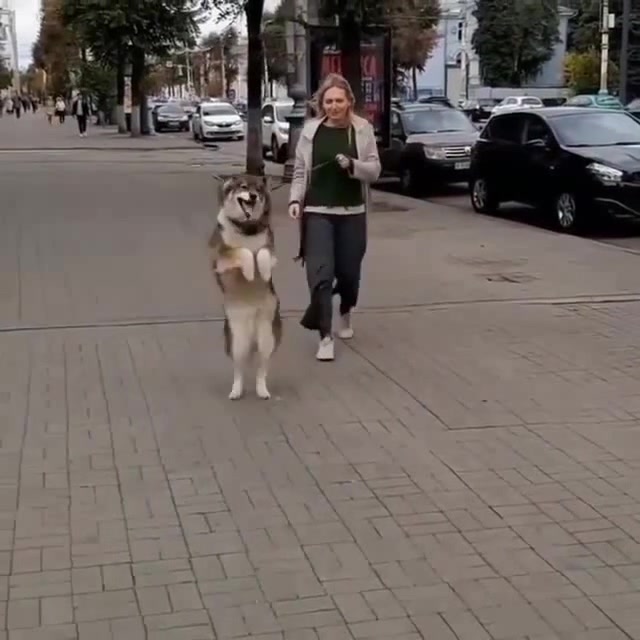 When Your Dog Is Not Working Well - Coub - The Biggest Video Meme Platform