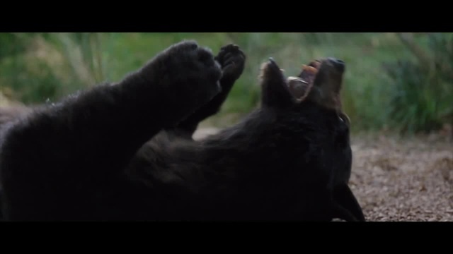 Кокаиновый медведь | Cocaine bear - Coub - The Biggest Video Meme Platform