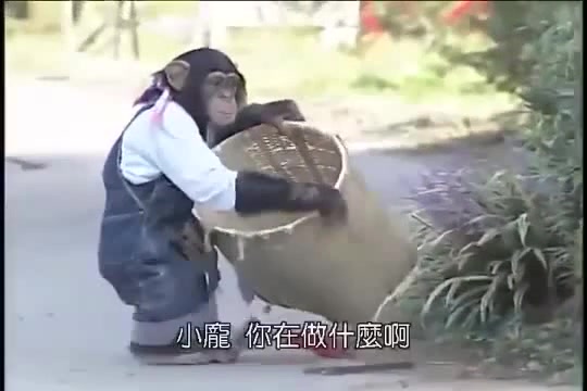 Metal Gear Monkey - Coub