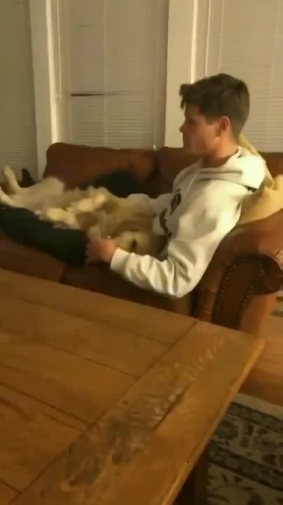 nice Service dog - Coub