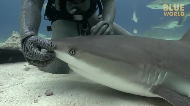 sad shark - Coub