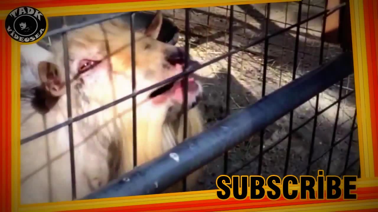Funny Goat Screaming | Hilarious goat makes strange noises as he tries ...