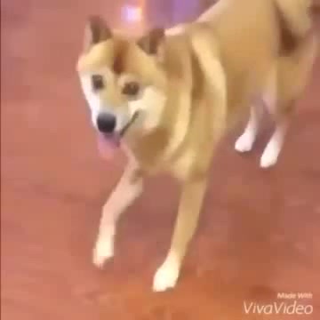 crazy dog dancing to MEME song - Coub - The Biggest Video Meme Platform