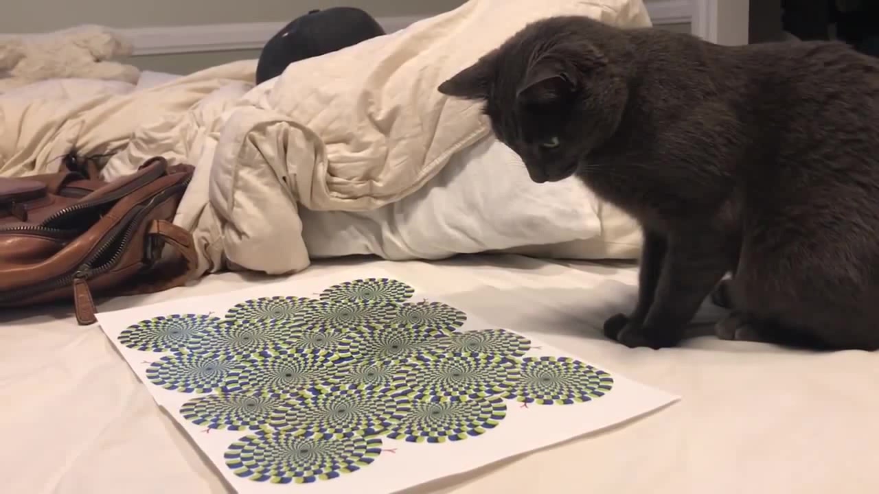 Cat mesmerized by optical illusion - Coub