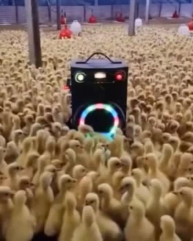 Funny ducks - Coub - The Biggest Video Meme Platform