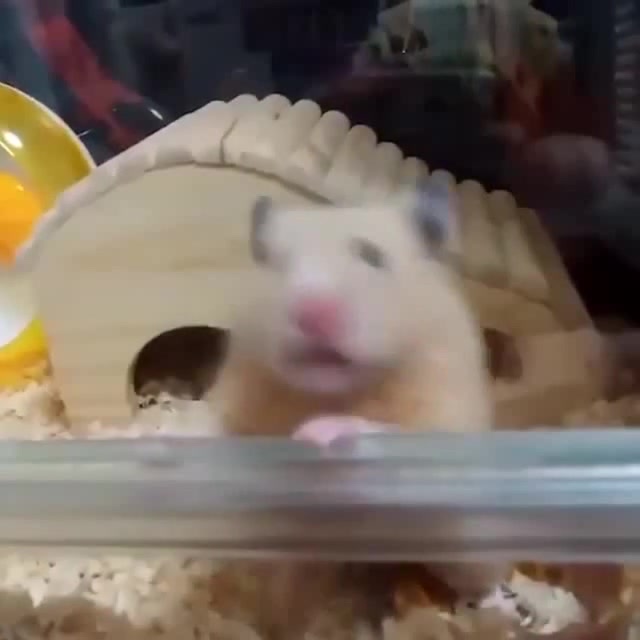 funny hamster - Coub