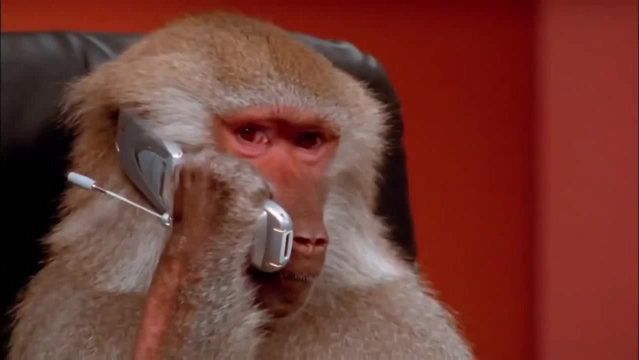 notorious monkey - Coub