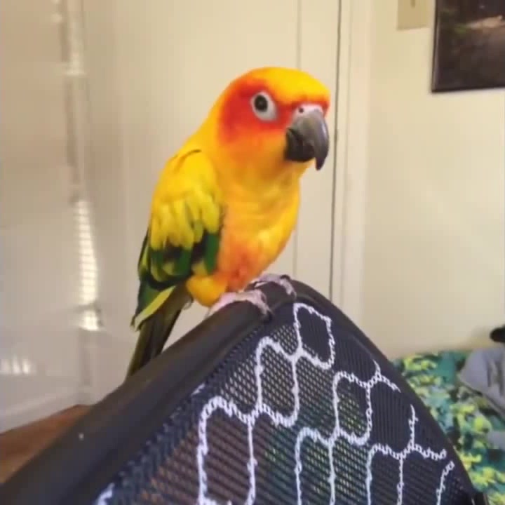 the true way to dance to sandstorm - Coub