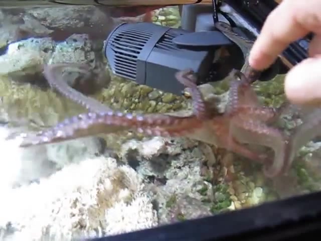 Octopus: cats reaction - Coub