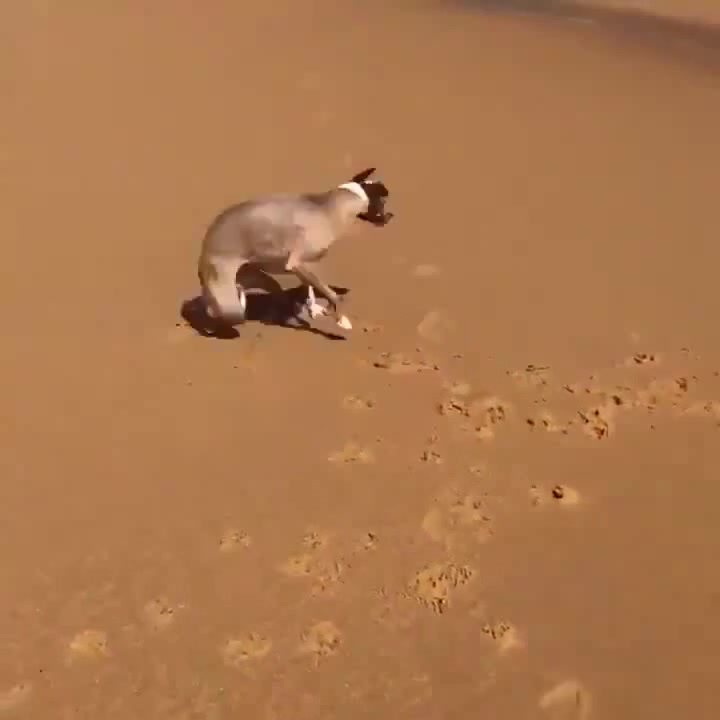 Electronic dog - Coub