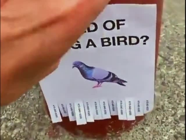 Tired of being a bird? - Coub